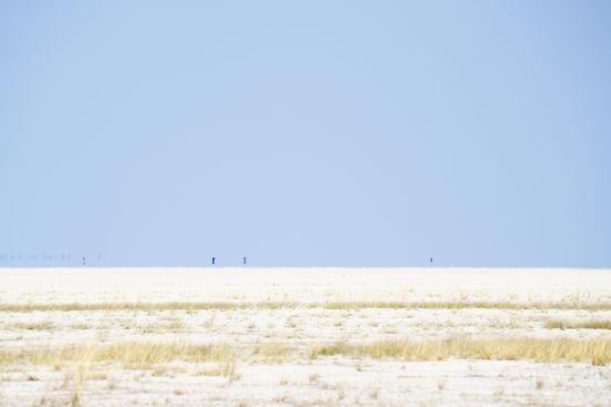 Animals Distance Walk On Dry Etosha Editorial Stock Photo - Stock Image ...