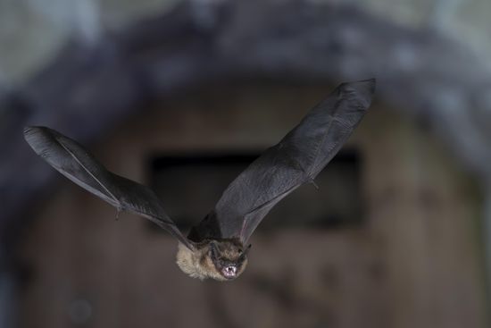 Serotine Bat Eptesicus Serotinus Flight Summer Editorial Stock Photo ...