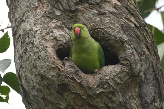 Parrot Seen Tree Hole Nagaon District Editorial Stock Photo - Stock ...
