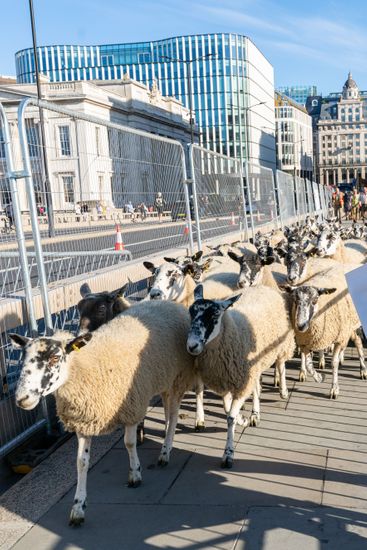 Sheep Being Walked Over London Bridge Editorial Stock Photo - Stock ...