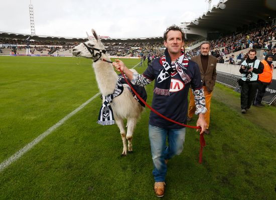 Famous Llama Serge Le Lama Circus Editorial Stock Photo - Stock Image ...