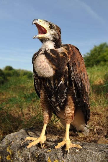 Harriss Hawk Harris Hawk Buse De Editorial Stock Photo - Stock Image ...
