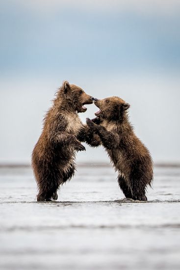 Two Bear Cubs Wrestle Lake Siblings Editorial Stock Photo - Stock Image ...