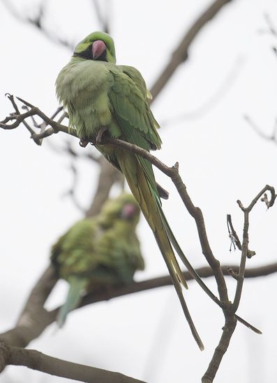 Parakeets Pictured Richmond Park After Government Editorial Stock Photo ...
