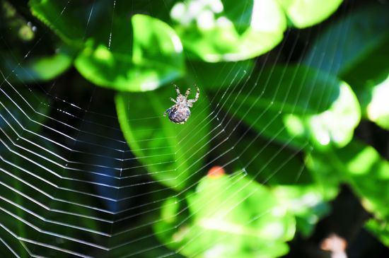 Spider Basks Sunshine Whilst Waiting Lunch Editorial Stock Photo ...