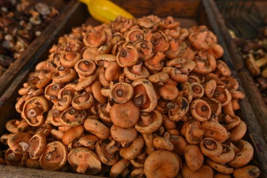 Stand Lactarius Deliciosus Mleczaj Rydz Mashrooms Editorial Stock Photo ...