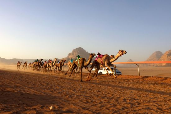 Camels Compete During Camel Race Wadi Editorial Stock Photo - Stock ...
