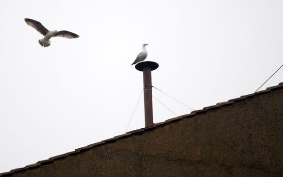Seagull Stands On Chimney Sistine Chapel Editorial Stock Photo - Stock ...