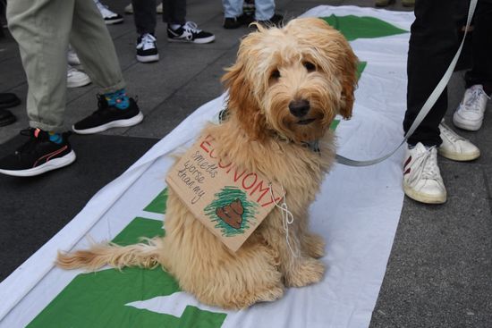 Cute Protest Dog Various Activist Groups Editorial Stock Photo - Stock ...