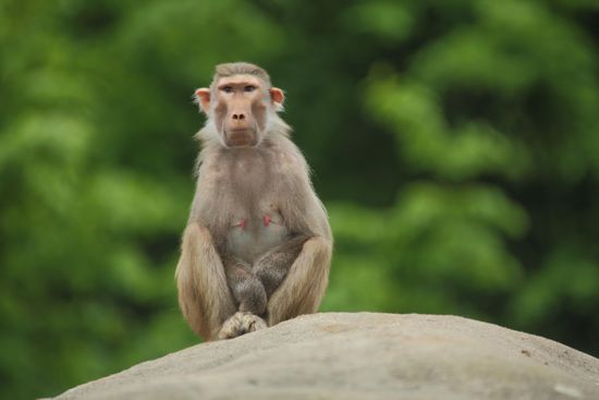 Female Hamadryas Baboon Papio Hamadryas Baboon Editorial Stock Photo ...