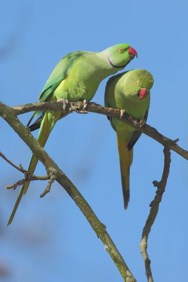 Two Collared Parakeet Psittacula Krameri Pair Editorial Stock Photo ...