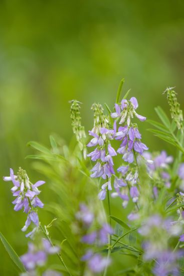 Goatsrue Galega Officinalis Rhinelandpalatinate Germany Editorial Stock ...