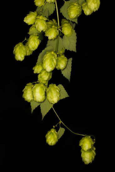 Female Wild Form True Hop Humulus Editorial Stock Photo - Stock Image ...