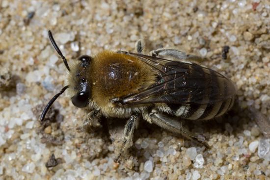 Common Sand Bee Sitting On Sand Editorial Stock Photo - Stock Image ...