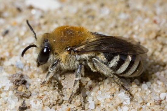 Common Sand Bee Sitting On Sand Editorial Stock Photo - Stock Image ...