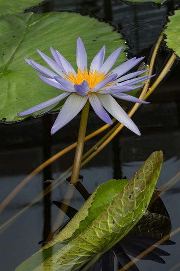 Water Lily Nymphaea Elegans Green Leaves Editorial Stock Photo - Stock ...