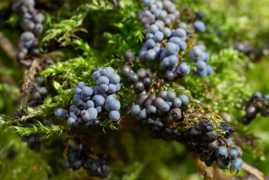 Thread Fruiting Slime Mould Many Spherical Editorial Stock Photo ...