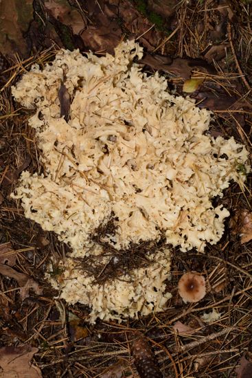 Curly Hen Whiteyellowish Morellike Fruiting Body Editorial Stock Photo ...