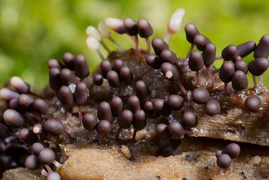 Brick Red Stalk Slime Mould Many Editorial Stock Photo - Stock Image ...