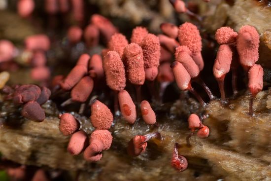 Brick Red Stalk Slime Mould Several Editorial Stock Photo - Stock Image ...