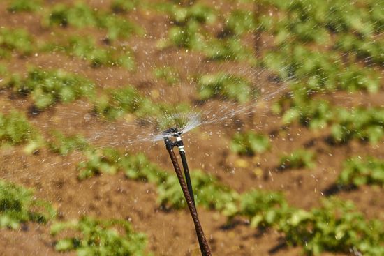 Irrigation Sprinkler Field Macro Splashing Water Editorial Stock Photo ...
