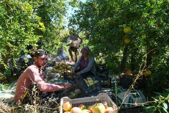 Syrian Kurdish Farmers Harvesting Pomegranate Crop Editorial Stock ...