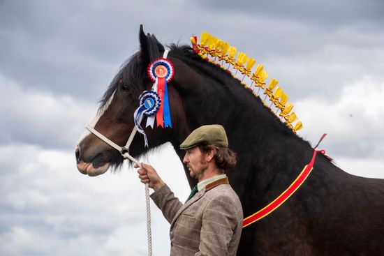 Stable Mates Nigel Hodges His Award Editorial Stock Photo - Stock Image ...