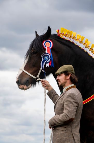 Stable Mates Nigel Hodges His Award Editorial Stock Photo - Stock Image ...
