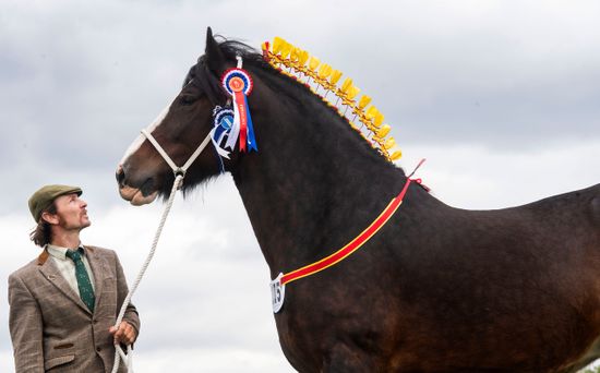 Stable Mates Nigel Hodges His Award Editorial Stock Photo - Stock Image ...