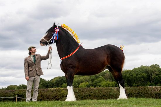 Stable Mates Nigel Hodges His Award Editorial Stock Photo - Stock Image ...
