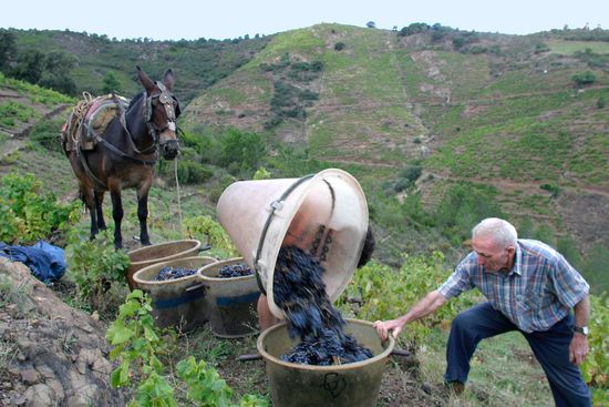Man Pictured During Organic Harvest Mule Editorial Stock Photo - Stock ...