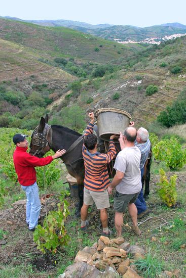 Men Pictured During Organic Harvest Mule Editorial Stock Photo - Stock ...