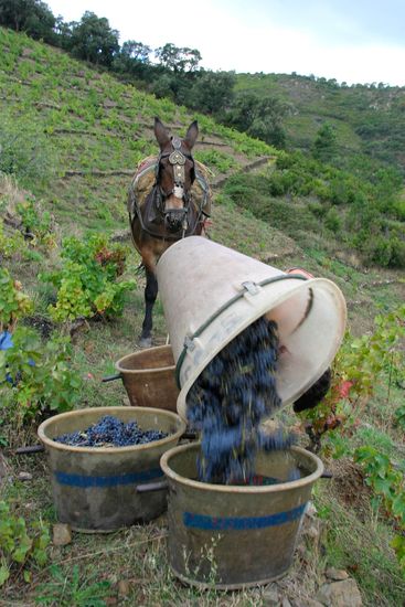 Man Pictured During Organic Harvest Mule Editorial Stock Photo - Stock ...