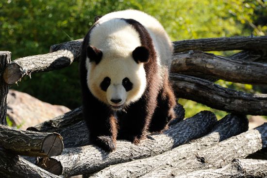 Male Giant Panda Yuan Zi Round Editorial Stock Photo - Stock Image ...