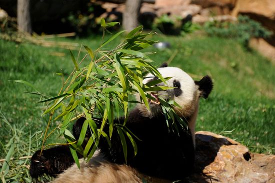 Male Giant Panda Yuan Zi Round Editorial Stock Photo - Stock Image ...