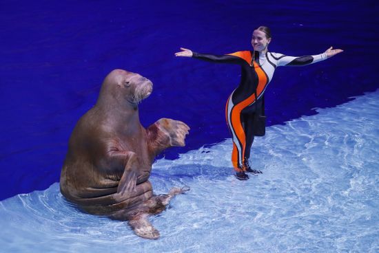 Actor Performs Walrus During Premiere Show Editorial Stock Photo ...