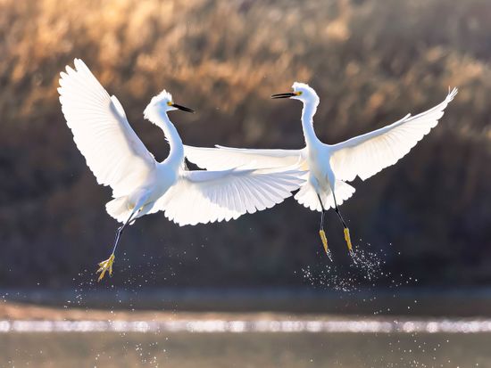 Two Snow Egrets Appear Dance Air Editorial Stock Photo - Stock Image | Shutterstock
