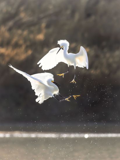 Two Snow Egrets Appear Dance Air Editorial Stock Photo - Stock Image | Shutterstock