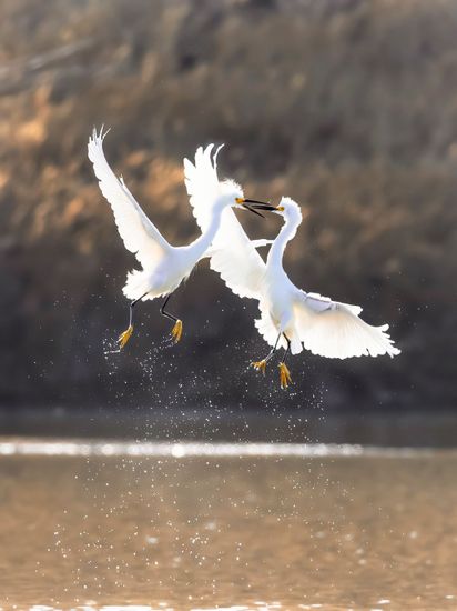 Two Snow Egrets Appear Dance Air Editorial Stock Photo - Stock Image | Shutterstock