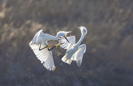 Two Snow Egrets Appear Dance Air Editorial Stock Photo - Stock Image | Shutterstock