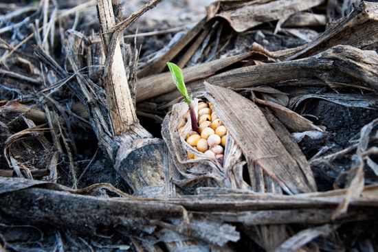Dried Corn Cobs Damaged By Severe Editorial Stock Photo - Stock Image ...