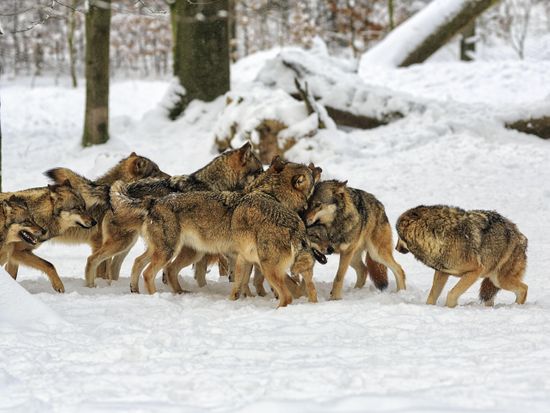 Wolf Pack Juvenile Gray Wolves Canis Editorial Stock Photo - Stock ...