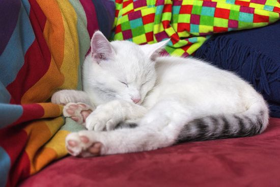 Young White Tomcat Felidae Felis Silvestris Editorial Stock Photo ...