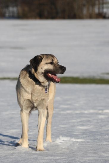 Kangal Anatolian Guard Dog Snow Allgaeu Editorial Stock Photo - Stock ...