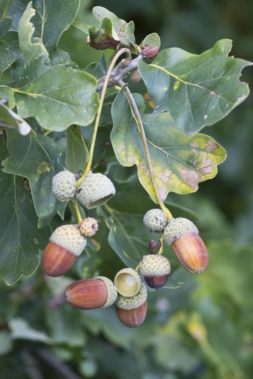 English Oak Quercus Robur Acorns Lower Editorial Stock Photo - Stock ...