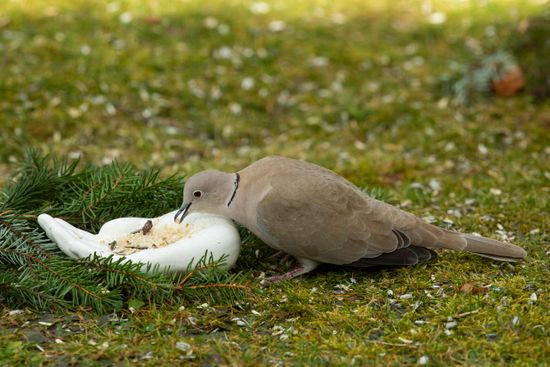 Eurasian Collared Dove Food Beak Standing Editorial Stock Photo - Stock ...