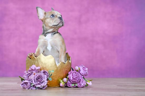 Beautiful French Bulldog Dog Puppy Hatching Editorial Stock Photo ...