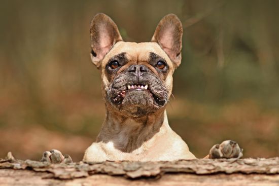 Funny French Bulldog Dog Overbite Showing Editorial Stock Photo - Stock ...