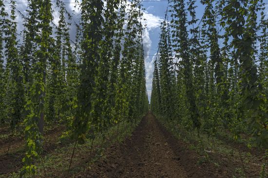 Climbing Hop Humulus Lupulus Vines Hop Editorial Stock Photo - Stock ...