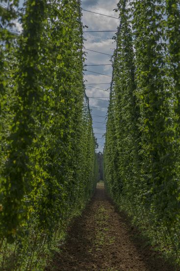 Climbing Hop Humulus Lupulus Vines Hop Editorial Stock Photo - Stock ...